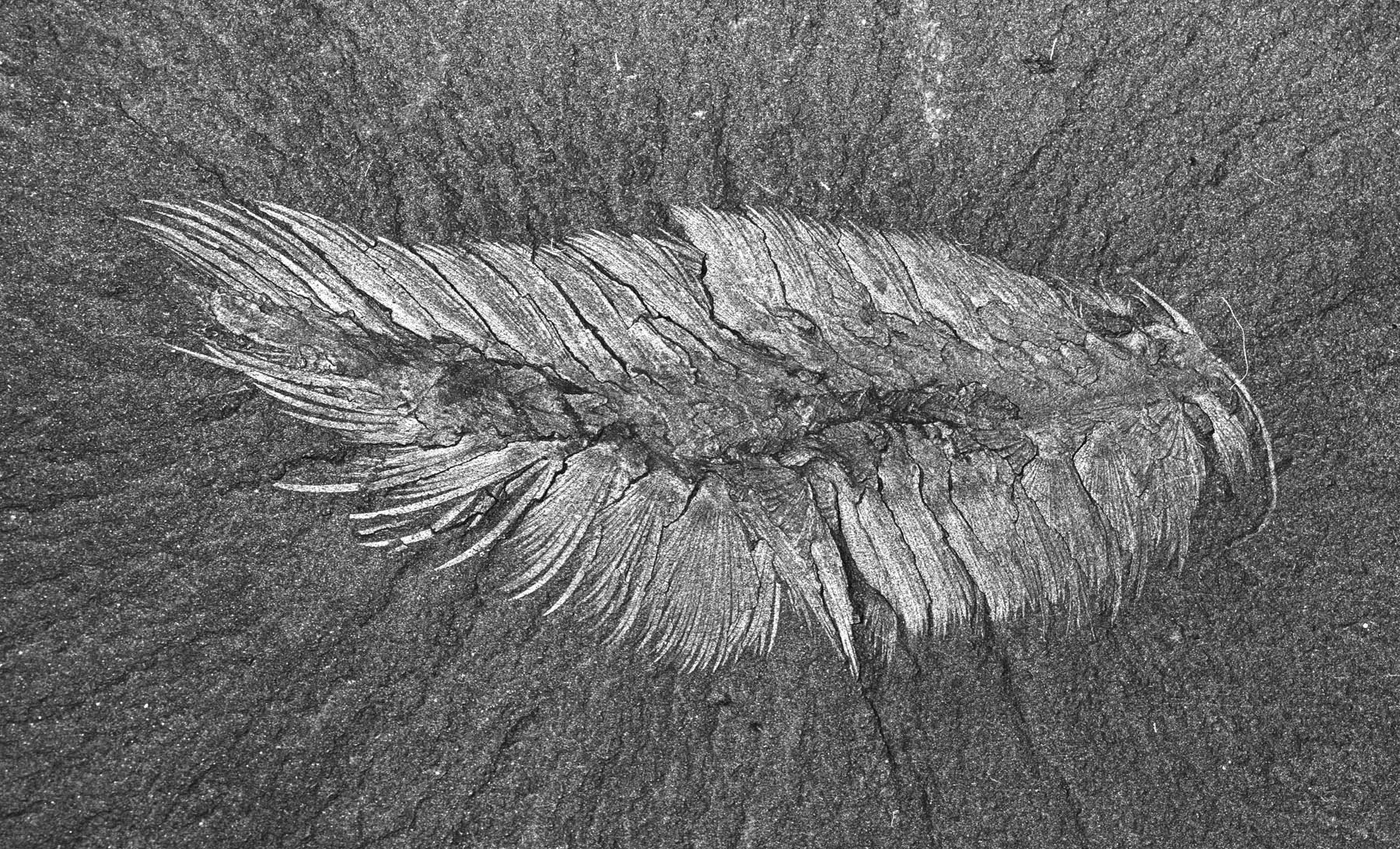 Burgess Shale Fauna: Discovery of A Miracle - Discover Islam Kuwait Portal