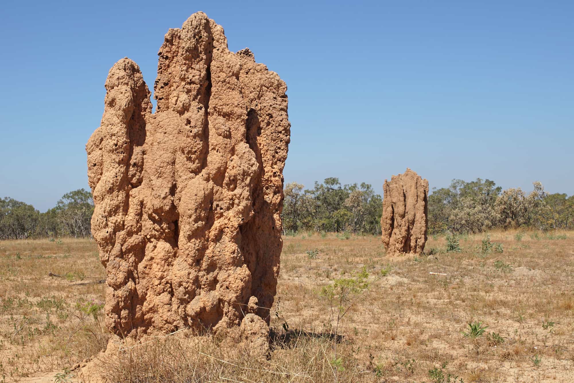 Architectural Wonders: Termite Nests - Discover Islam Kuwait Portal